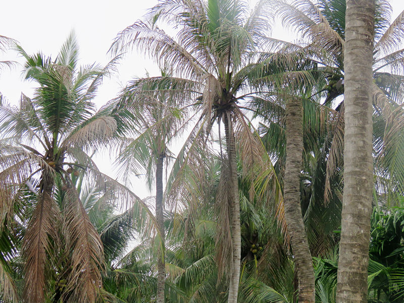 The Impact of Coconut Fiber Shortage on Coir Mat Prices – Green Coco ...